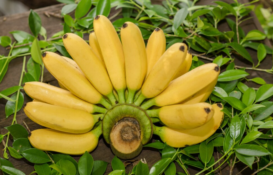 Mengenal Pisang Muli, Buah Lokal yang Kaya Rasa dan Gizi untuk ...